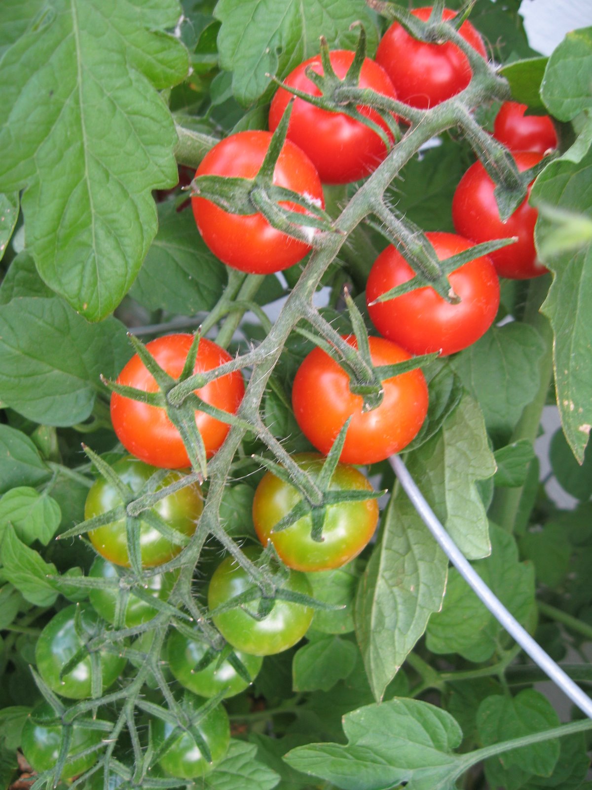 A Study in [Tomato] Colors – Green Bungalow Craftworks